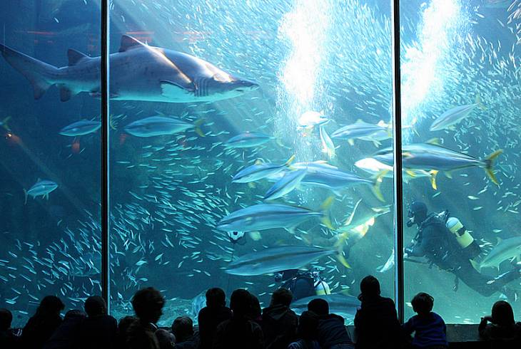 Two Oceans Aquarium Information | WhereToStay.co.za