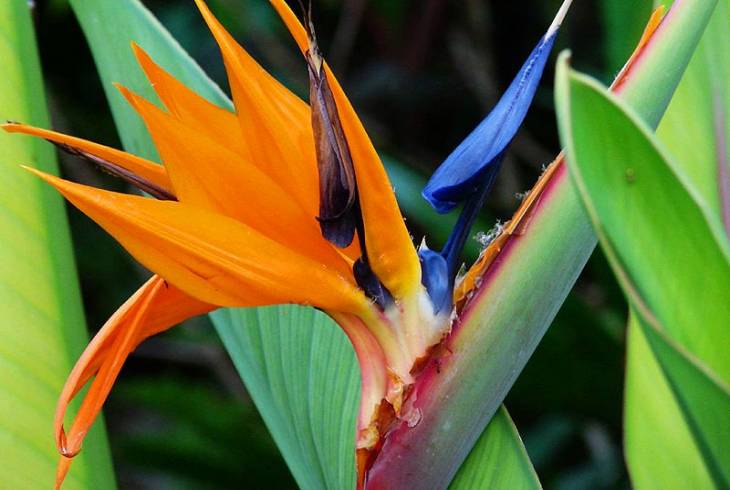 Lowveld National Botanical Garden, Nelspruit Information | WhereToStay ...