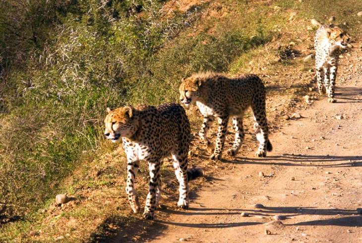 Shamwari Game Reserve Information | WhereToStay.co.za