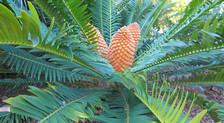 Umlaas Cycad Centre, Camperdown Information | WhereToStay.co.za