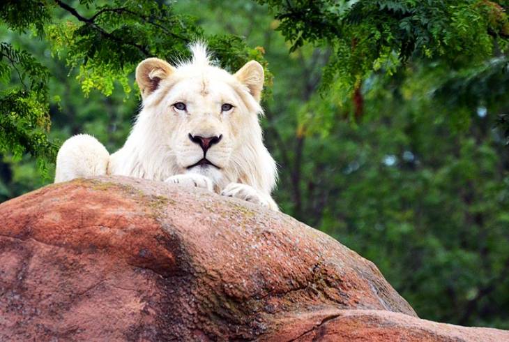 Queen's Park Zoo (East London Zoo) Information | WhereToStay.co.za