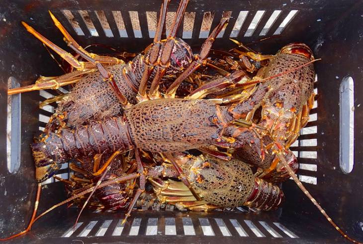 Crayfish and Seafood Festival, Paternoster Information | WhereToStay.co.za