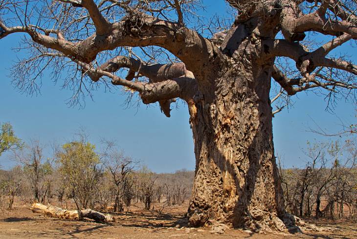Mopani & Kruger National Park, Limpopo - Deal Direct, Pay Less
