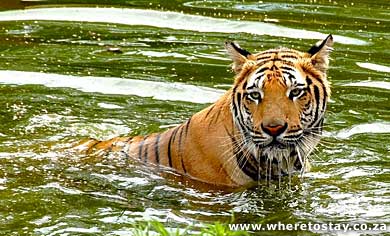 Mystic Monkeys & Feathers Wildlife Park - Rust de Winter Animal Interaction